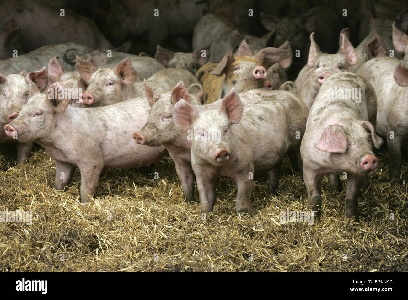 Straw pigs hi-res stock photography and images - Alamy