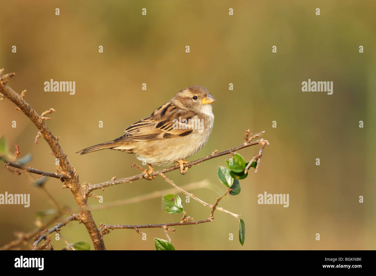 Juvenile house sparrow hi-res stock photography and images - Alamy