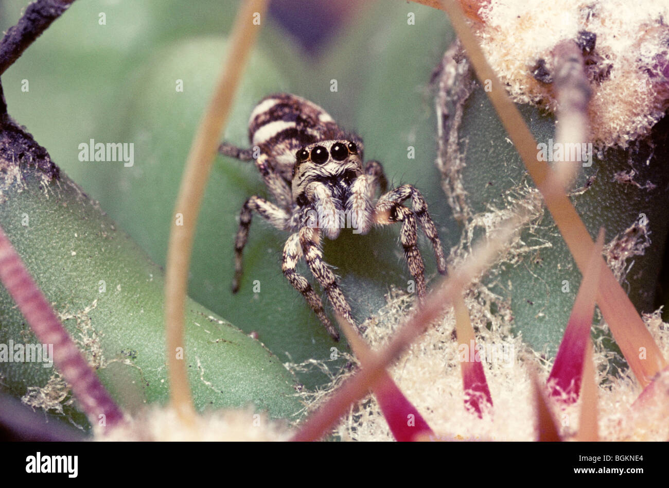Zebra spider cute hi-res stock photography and images - Alamy