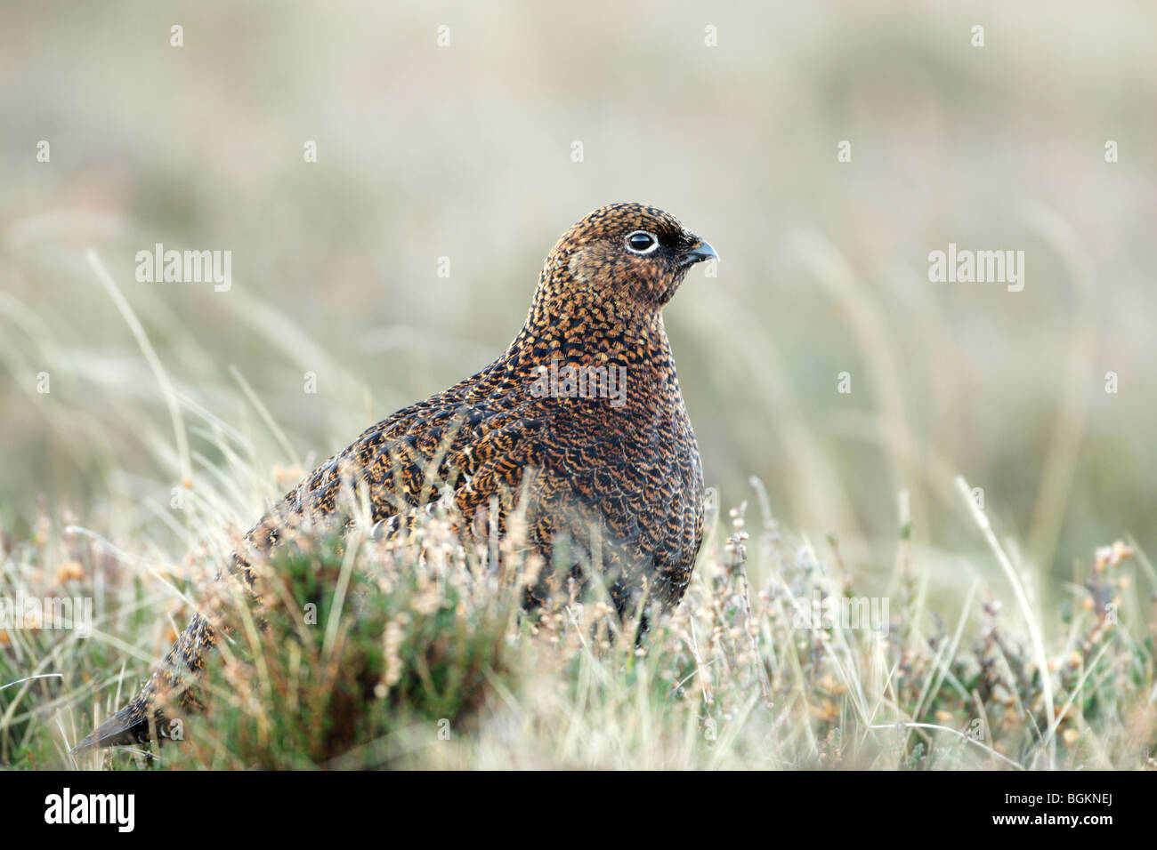 Red grouse female (Lagoups lagopus scotticus) sat among grass and ...