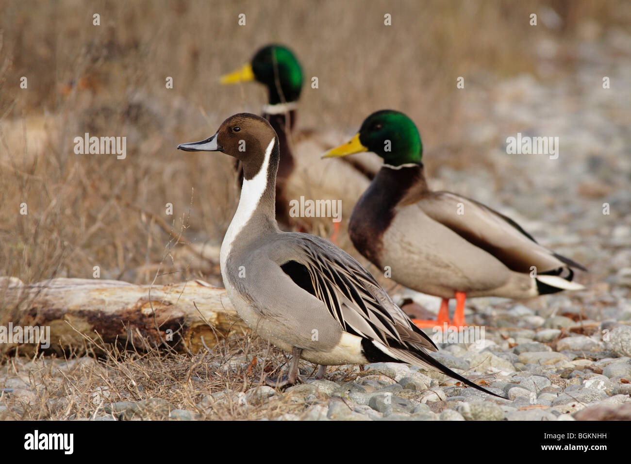 Full Plumage Drake Pintail