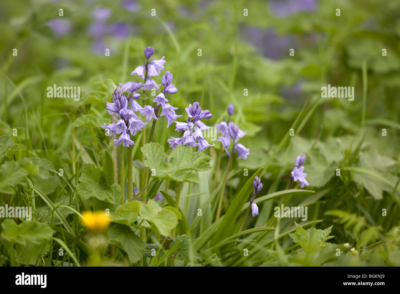 Bluebells Growing In Woodland Stock Photo - Alamy