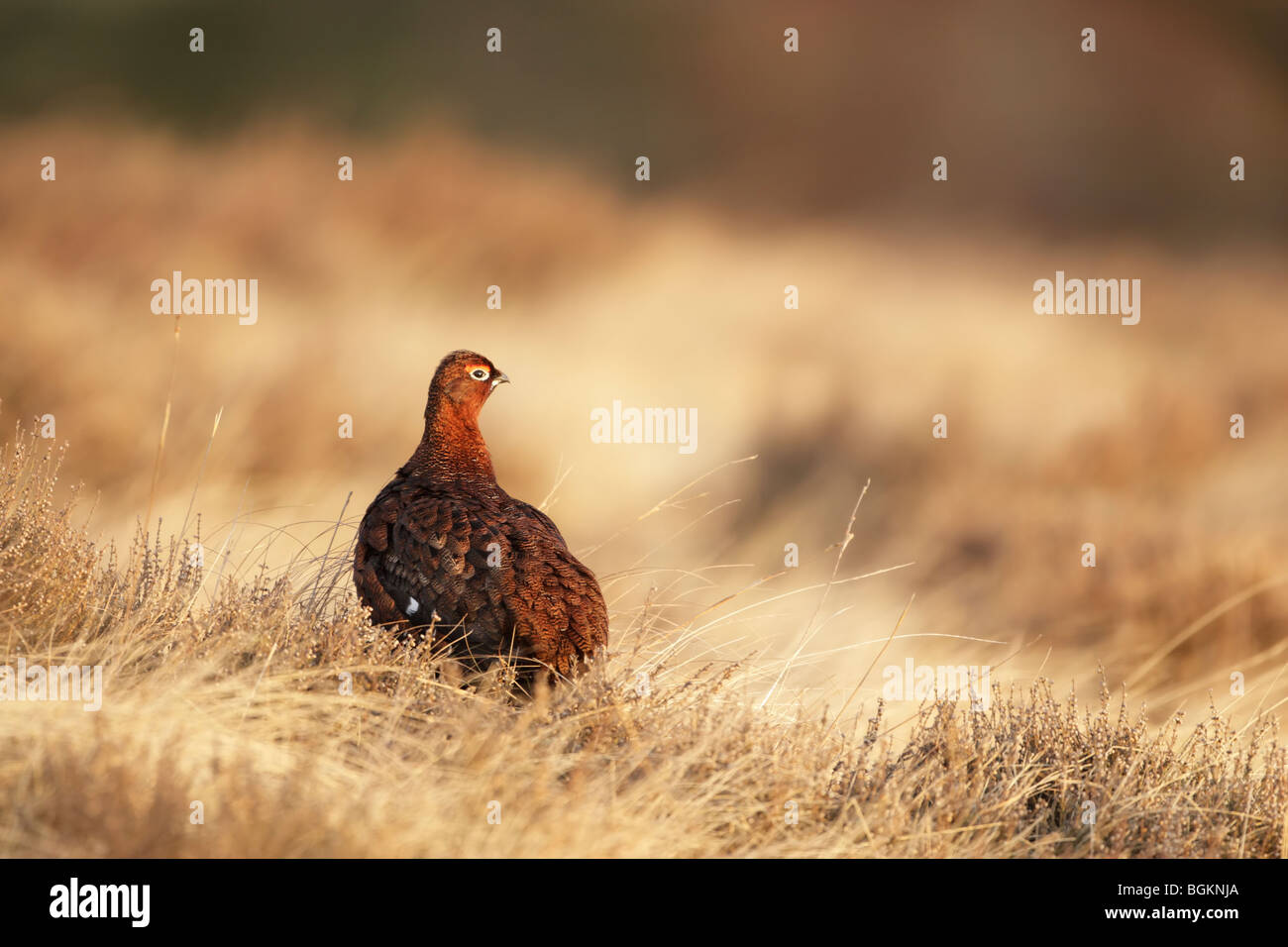Red grouse male (Lagopus lagopus scotticus) among grass and heather in ...