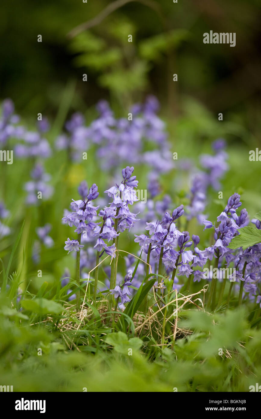 Bluebells Growing In Woodland Stock Photo - Alamy