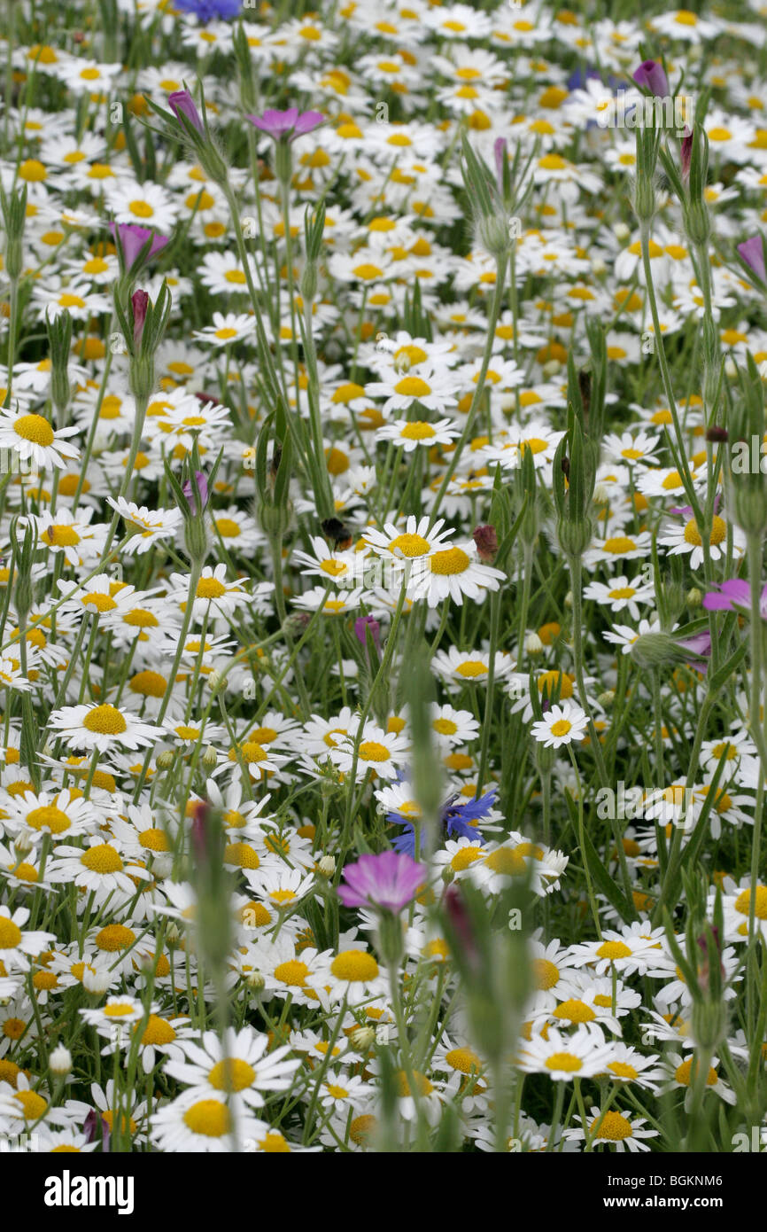 Setaside land hi-res stock photography and images - Alamy