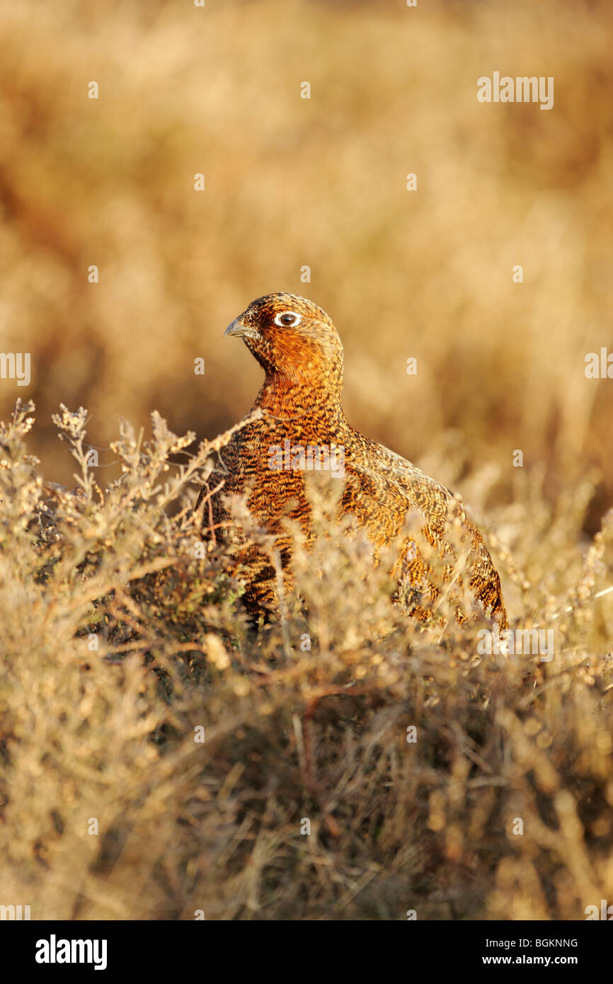 Red grouse female (Lagopus lagopus scotticus) among grass and heather ...