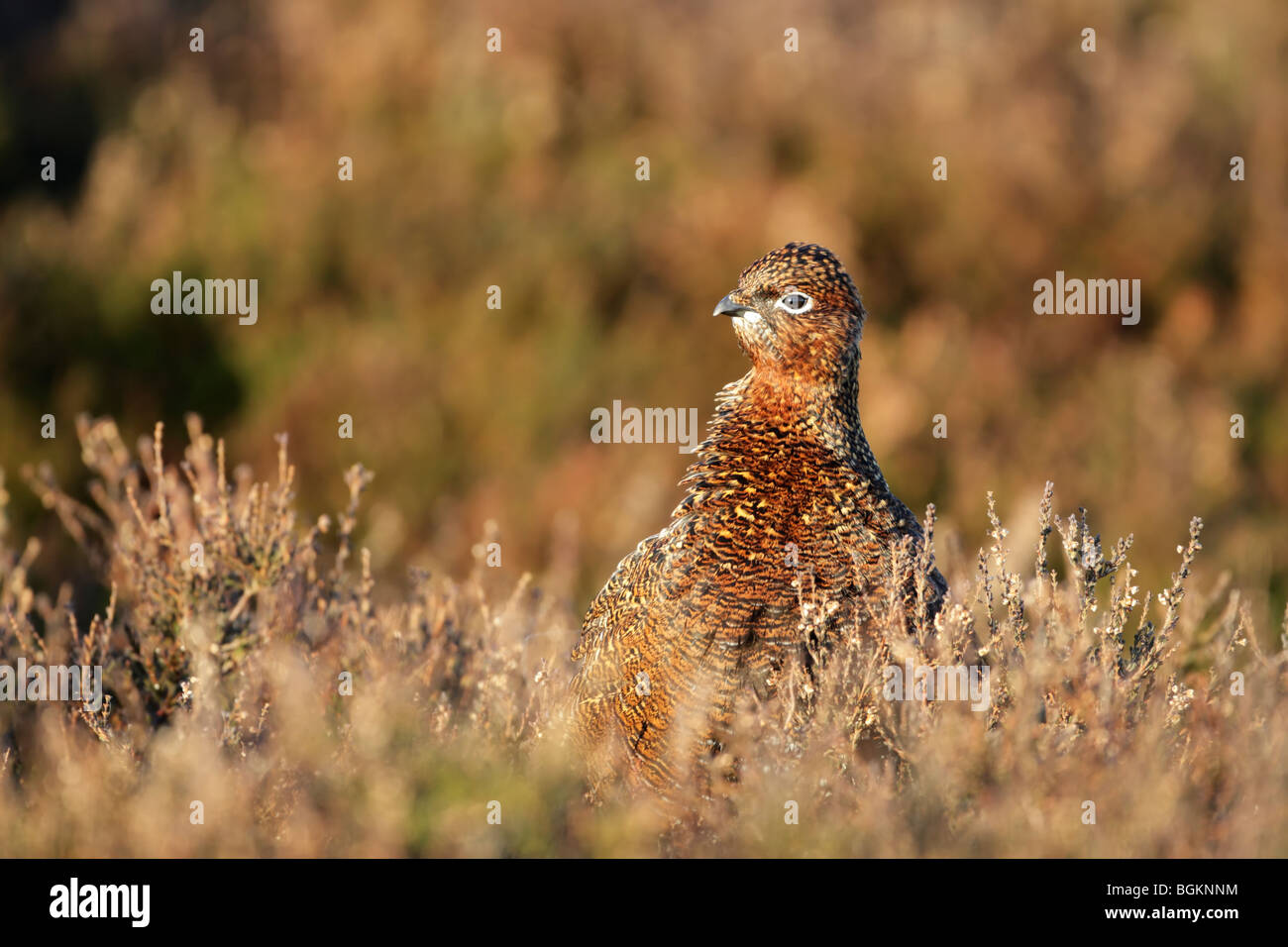 Red grouse female (Lagoups lagopus scotticus) sat among heather Stock ...