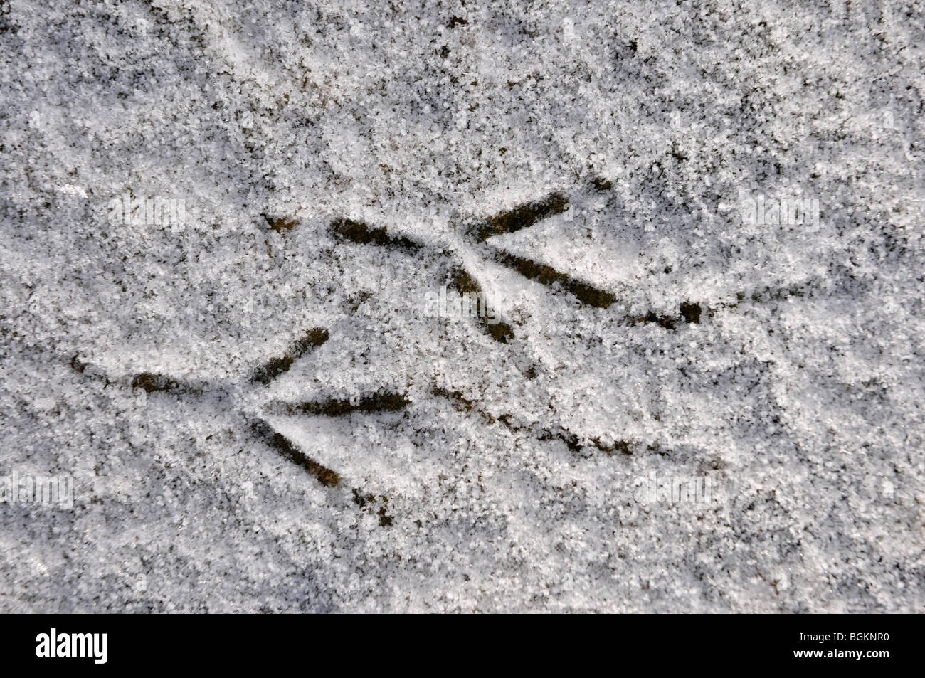 Bird tracks in the snow Stock Photo - Alamy