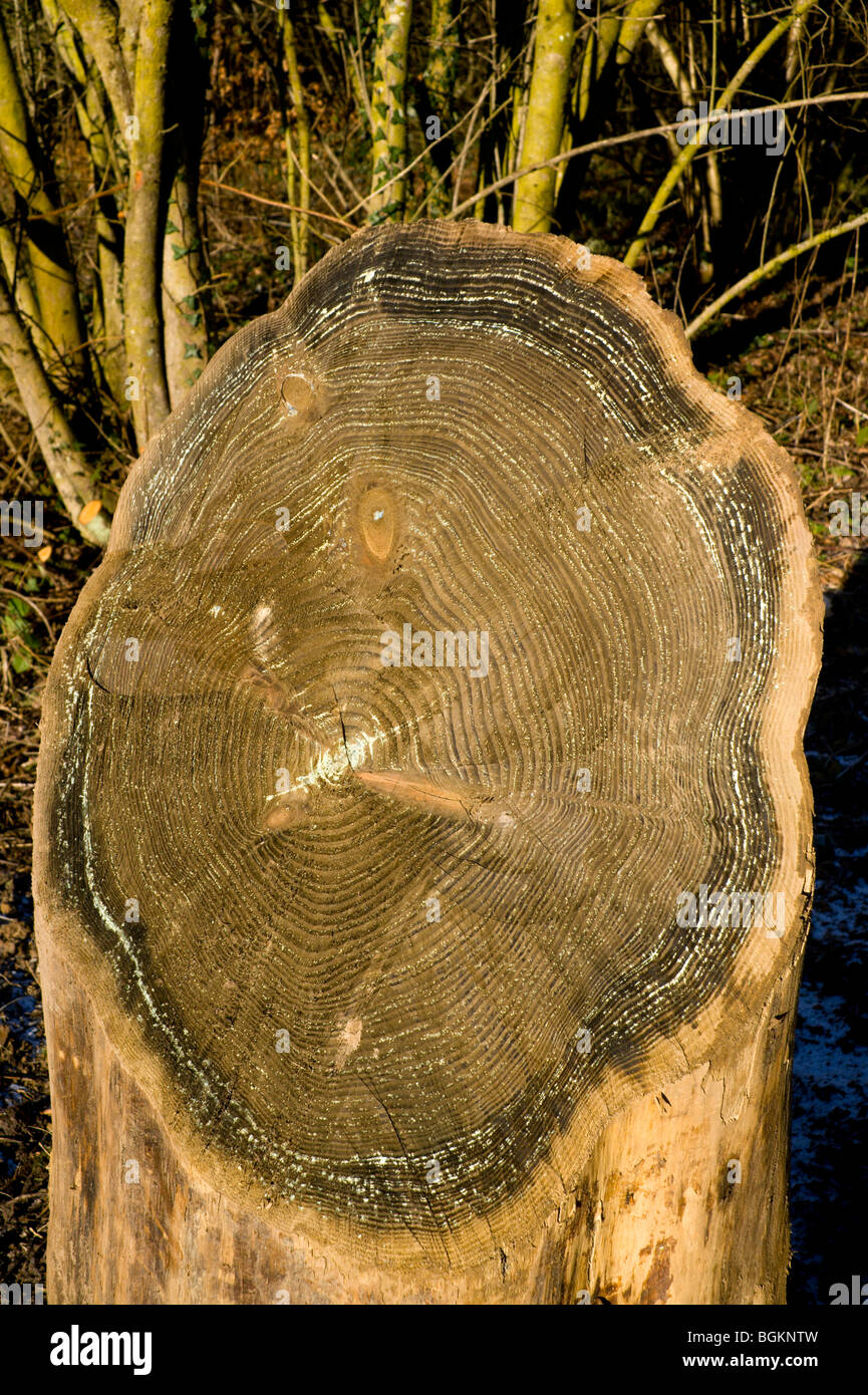 tree stump showing growth rings hensol forest vale of glamorgan south ...