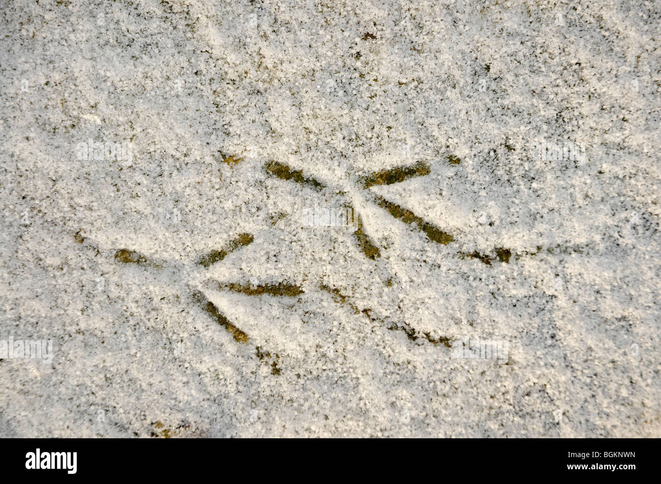 Bird footprints in snow hi-res stock photography and images - Alamy