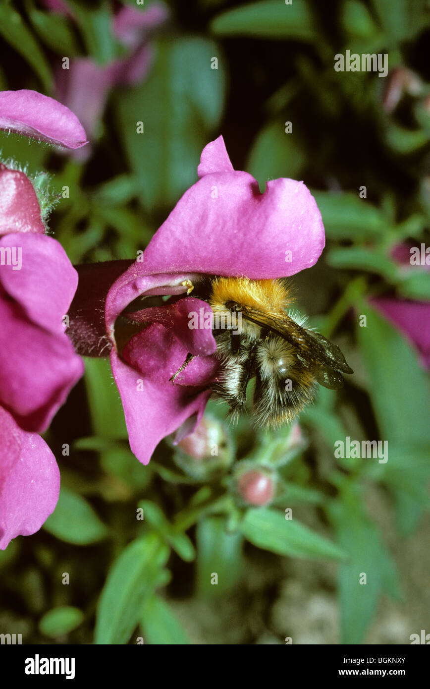Snapdragon bee hi-res stock photography and images - Alamy