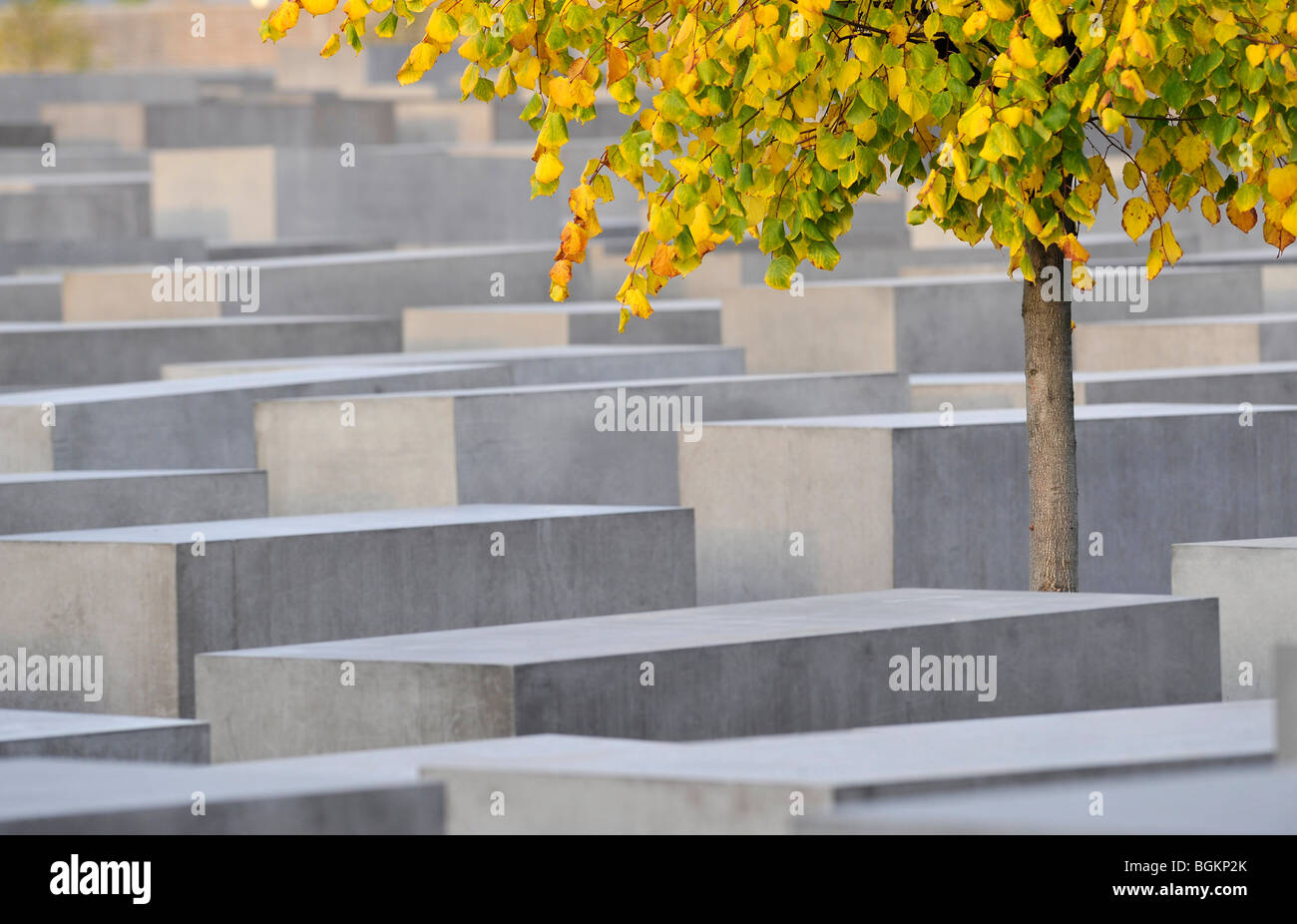 Tree with autumn foliage in the memorial to the murdered jews of Europe ...