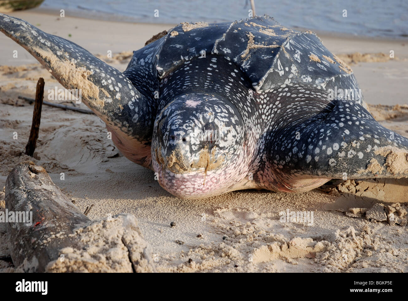 Leatherback sea turtles mouth hi-res stock photography and images - Alamy