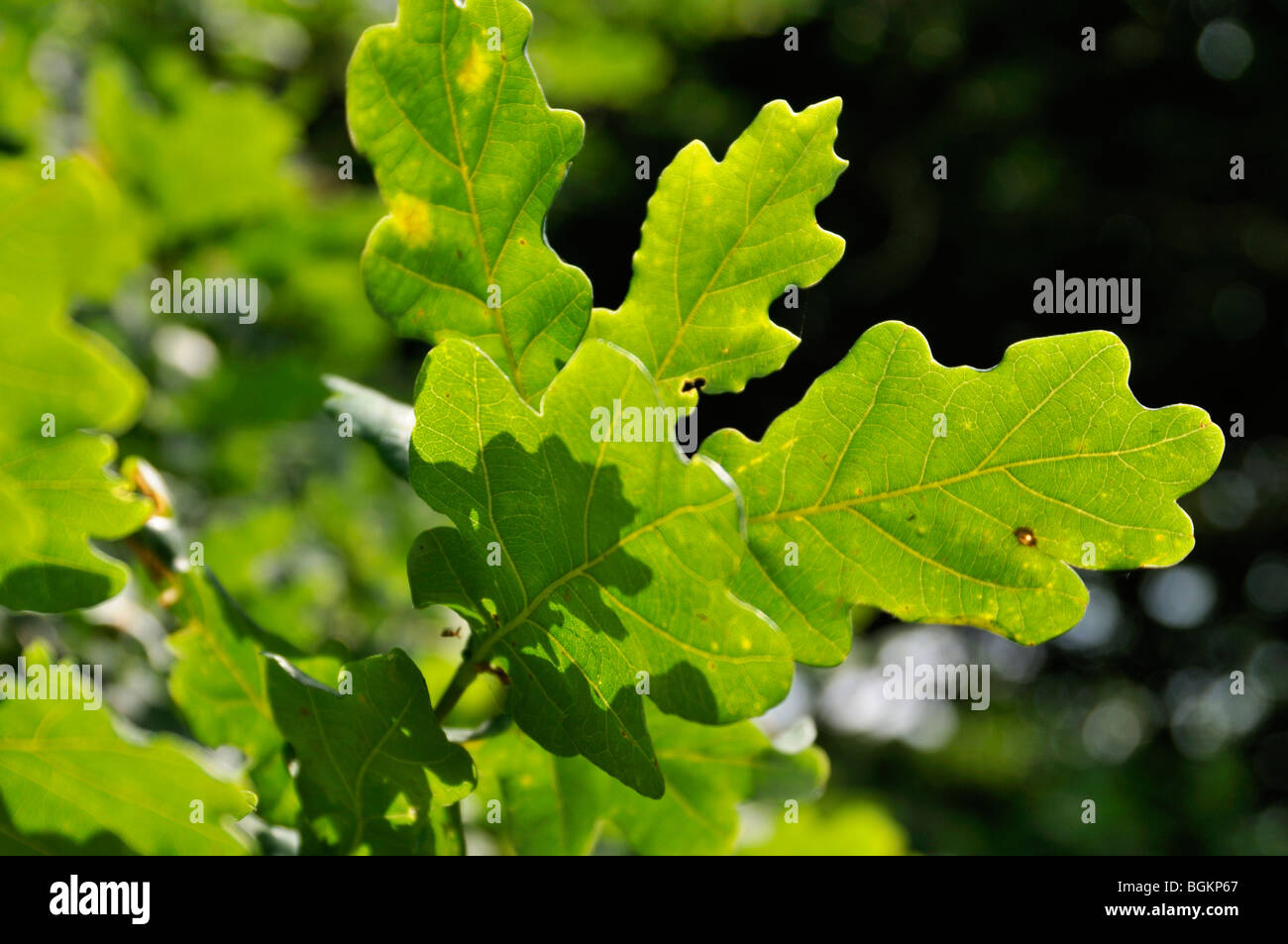 Backlit oak leaves Stock Photo - Alamy