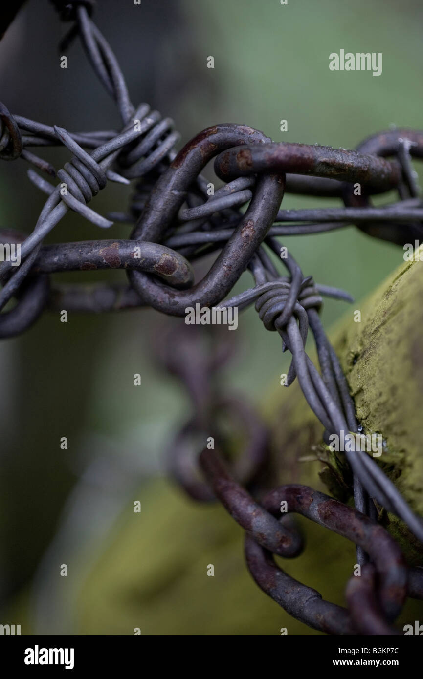 galvanised barbed wire joined by galvanised chain links Stock Photo - Alamy