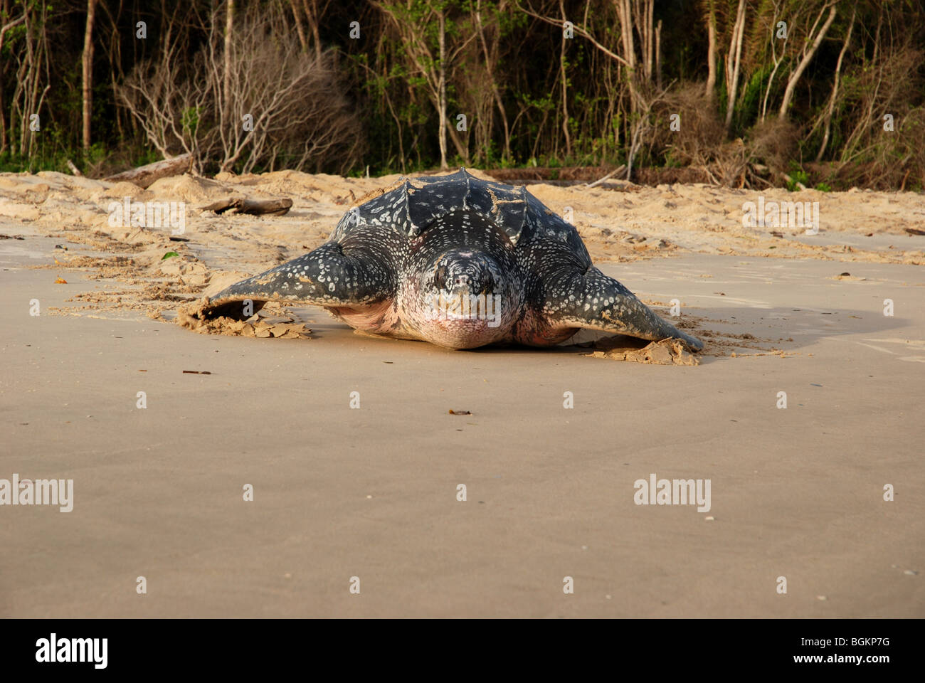 Leatherback sea turtles hi-res stock photography and images - Alamy