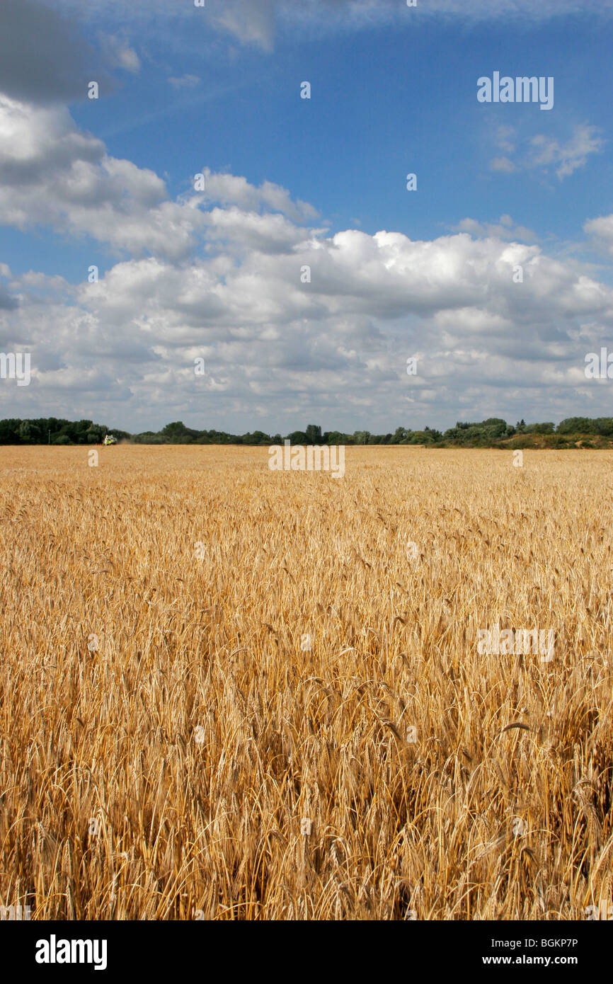 Ripe Barley Ready For Harvest Stock Photo - Alamy