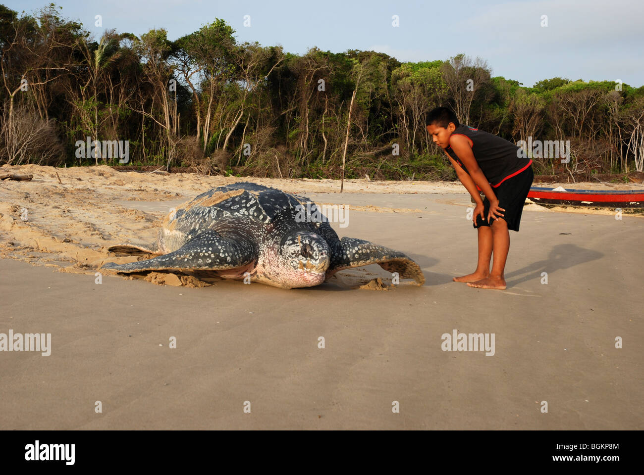 Leatherback hi-res stock photography and images - Alamy