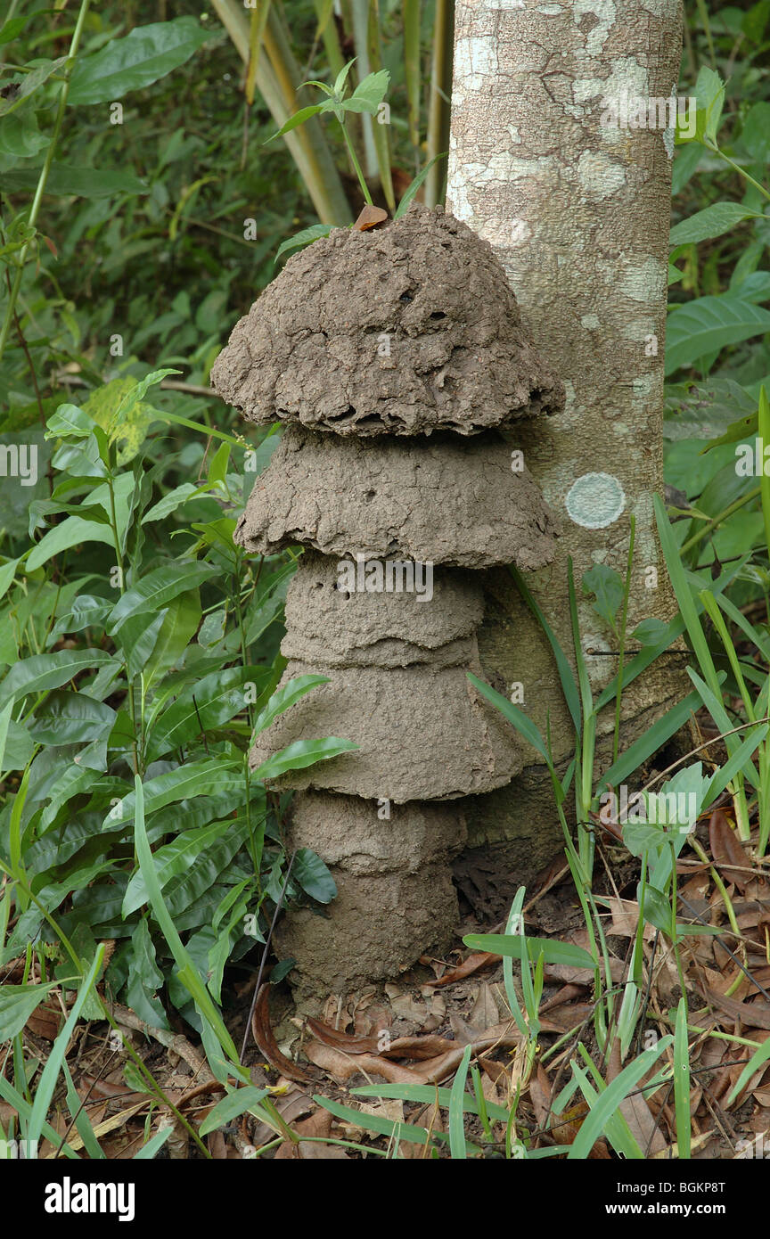 Pagoda termite nest (Cubitermes sp) in rainforest, Ghana Stock Photo ...