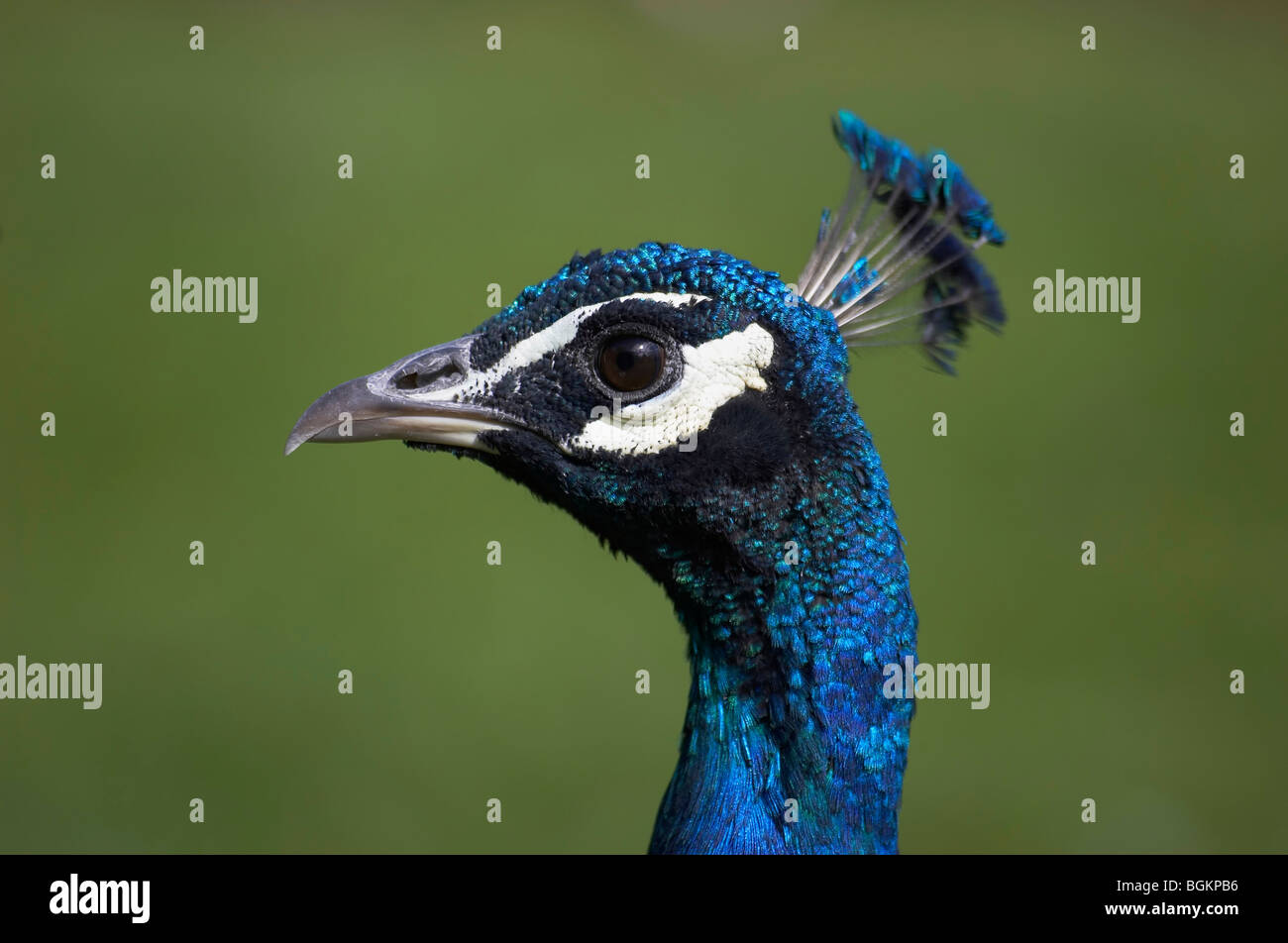 Peacock facing hi-res stock photography and images - Alamy