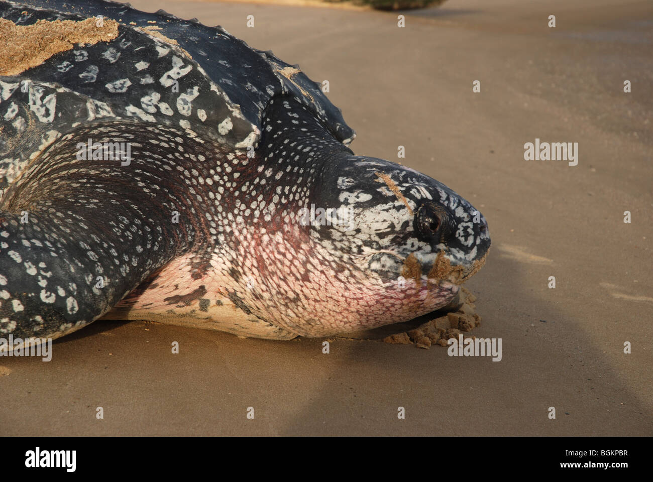 Leatherback sea turtles mouth hi-res stock photography and images - Alamy