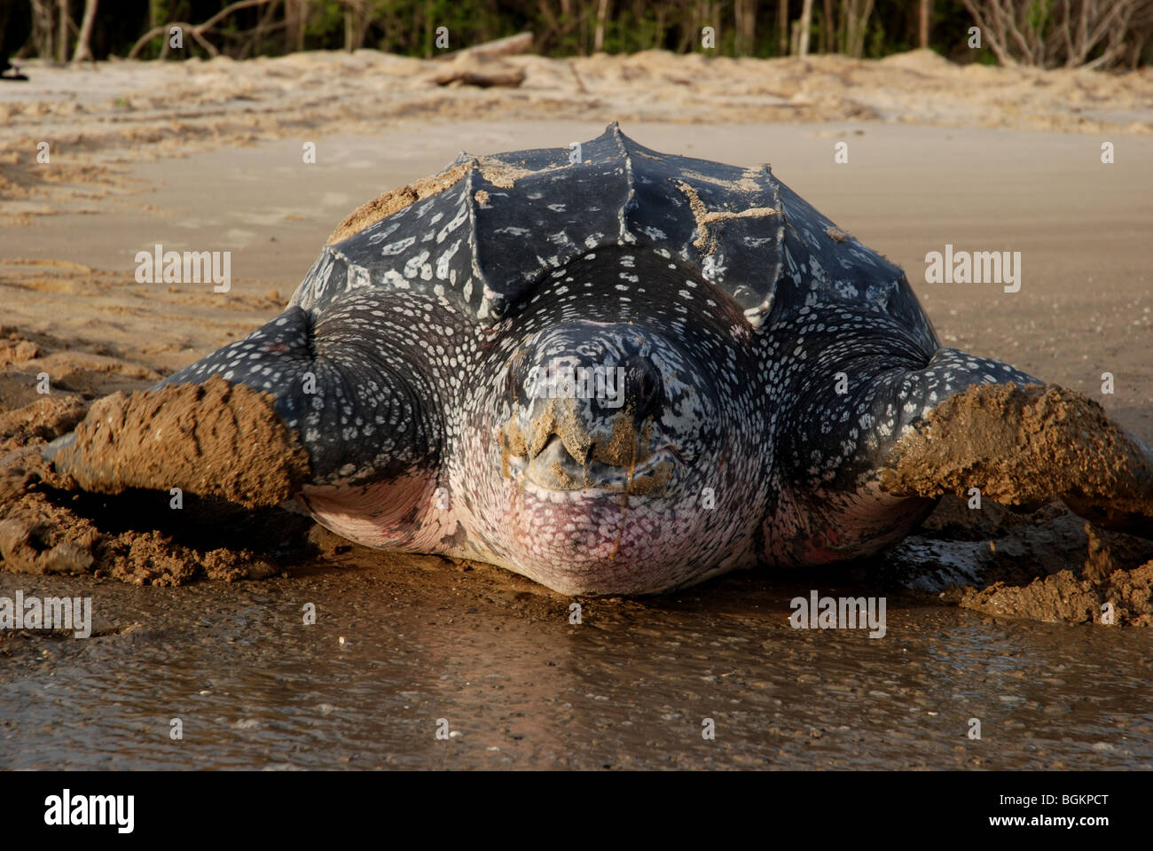 Leatherback turtle hi-res stock photography and images - Alamy