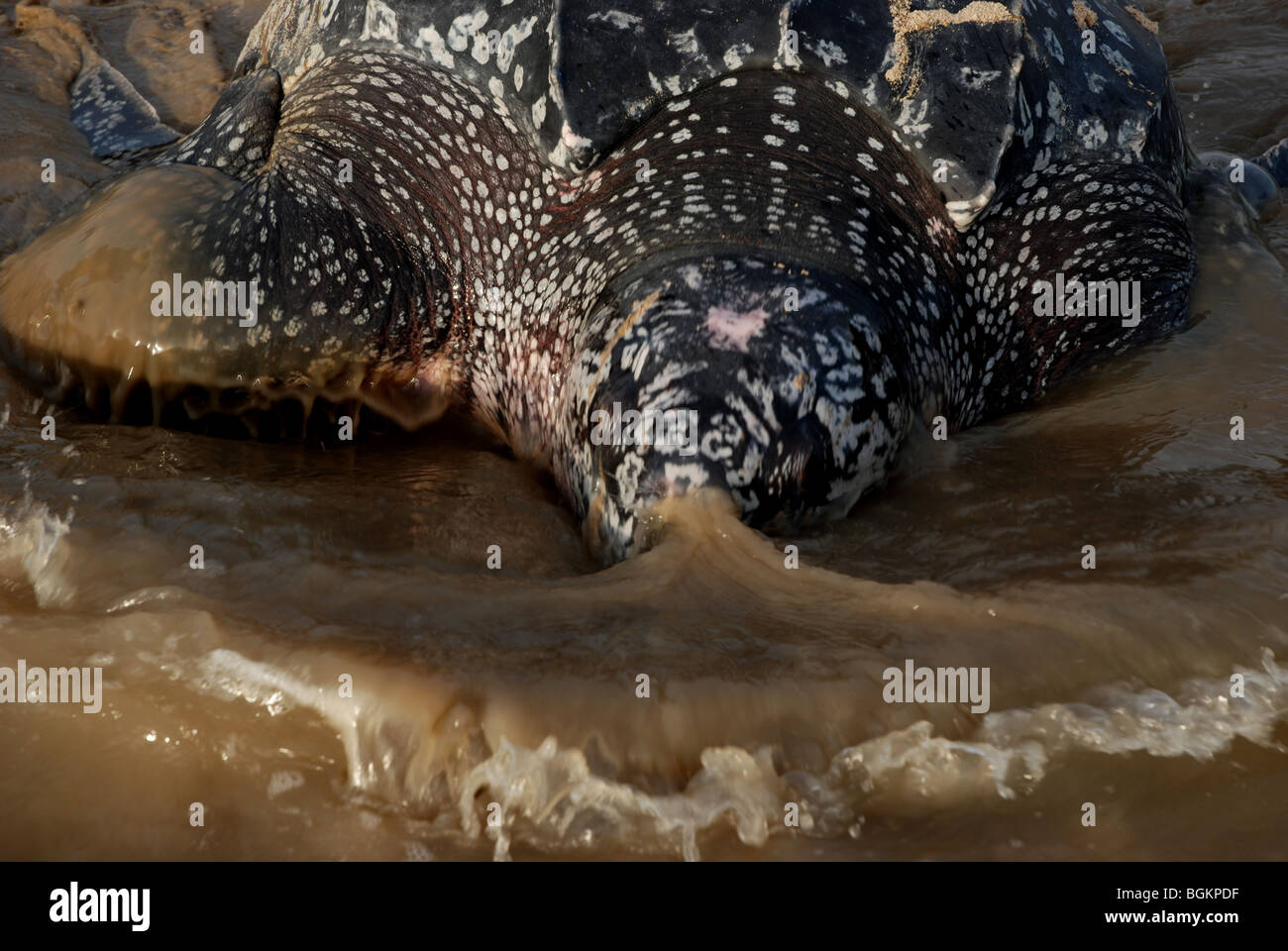 Giant Leatherback Sea Turtle Mouth
