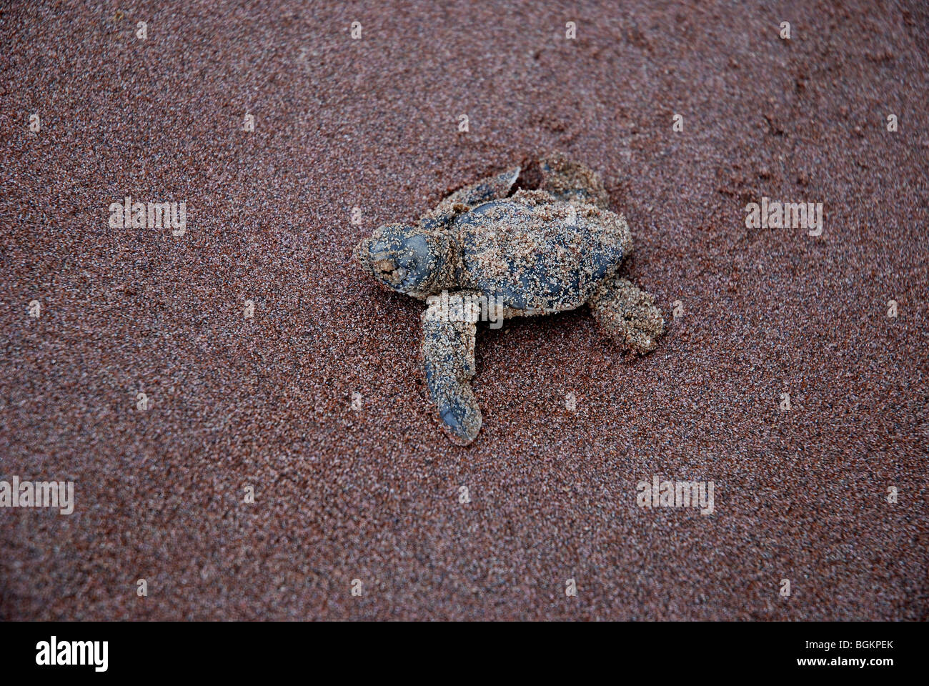 baby leatherback turtle just hatched on the sand Stock Photo - Alamy