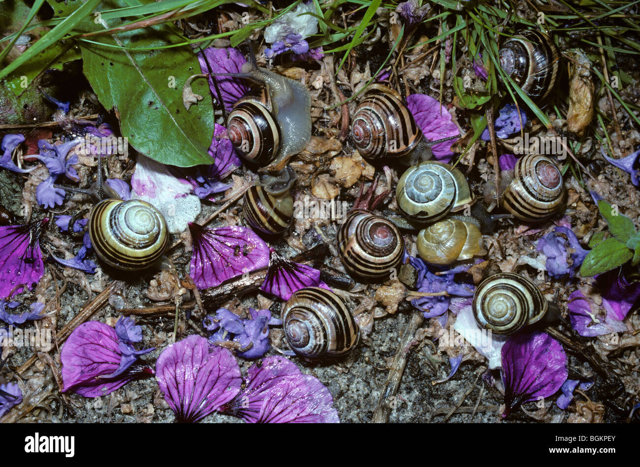 White-lipped hedge snails (Cepaea hortensis: Helicidae) feeding on ...