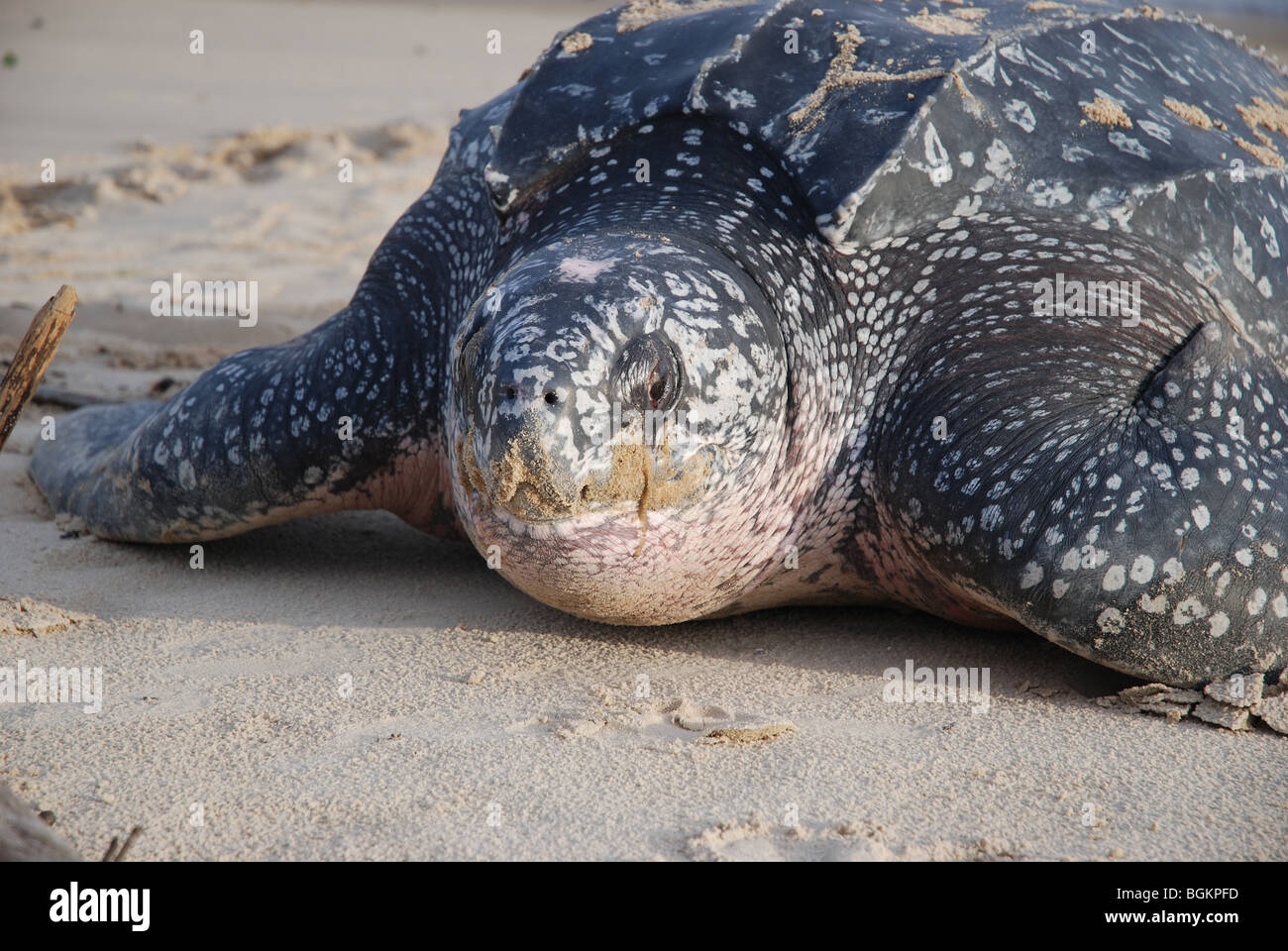 Giant Leatherback Sea Turtle Mouth