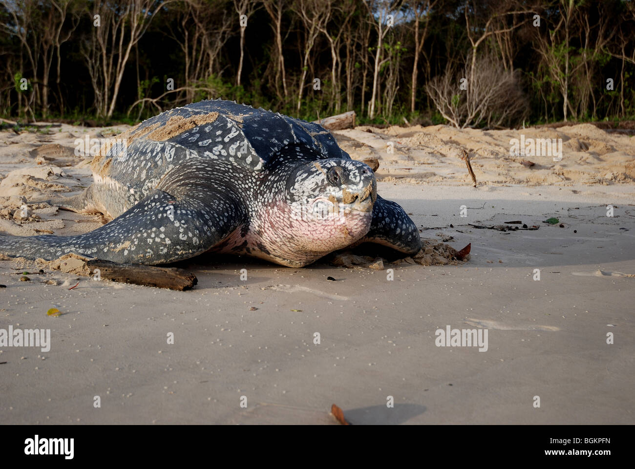 Giant Leatherback Sea Turtle Mouth