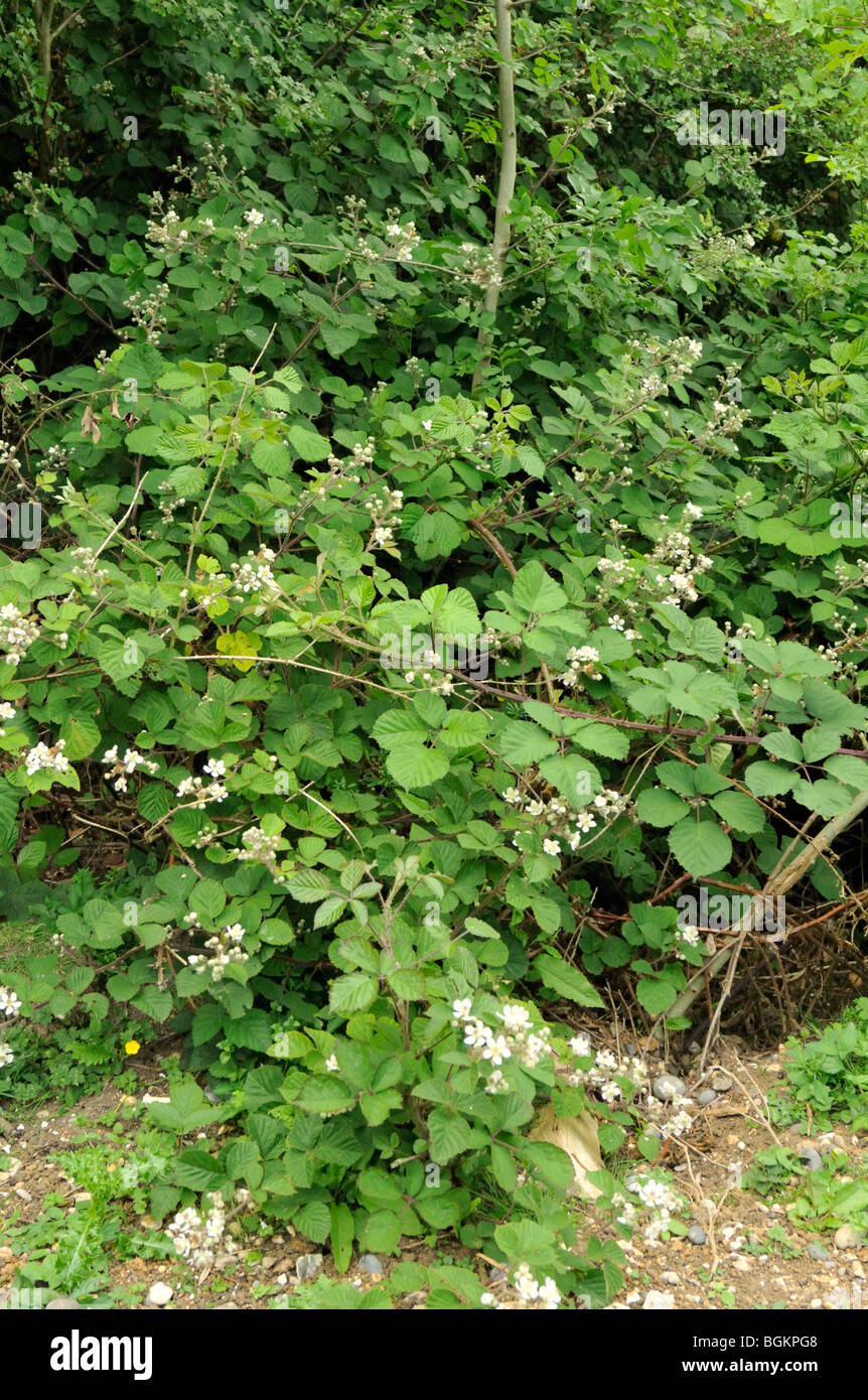 Blackberry brambles hi-res stock photography and images - Alamy