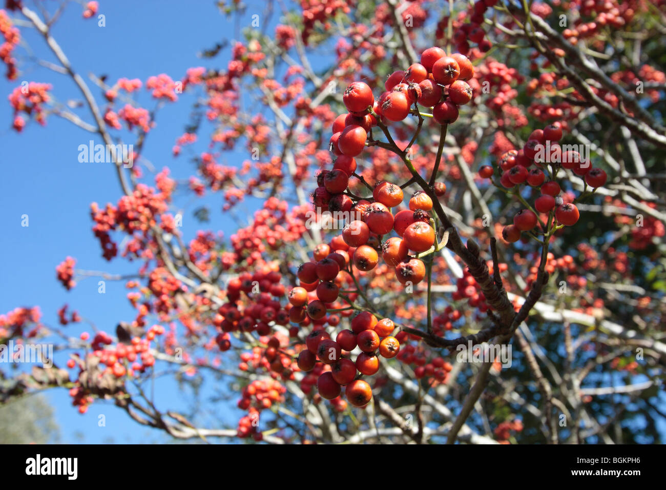 Rowan Tree Berries Stock Photo - Alamy