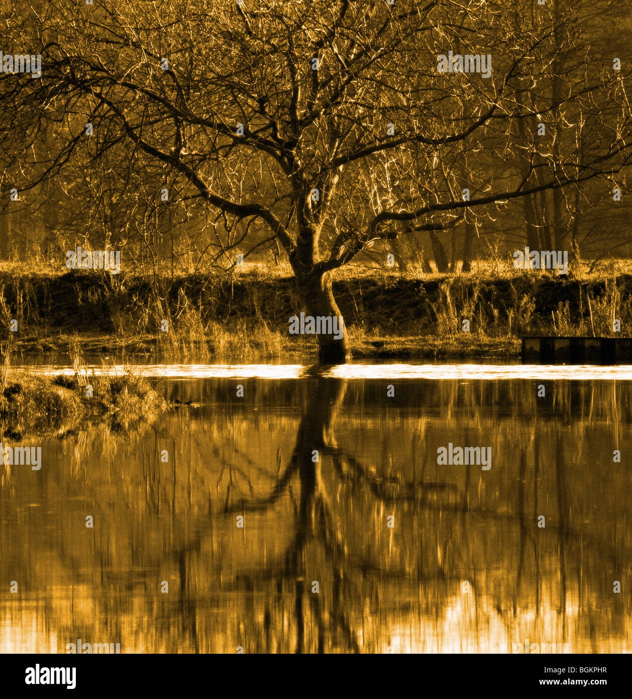 Lit tree hi-res stock photography and images - Alamy