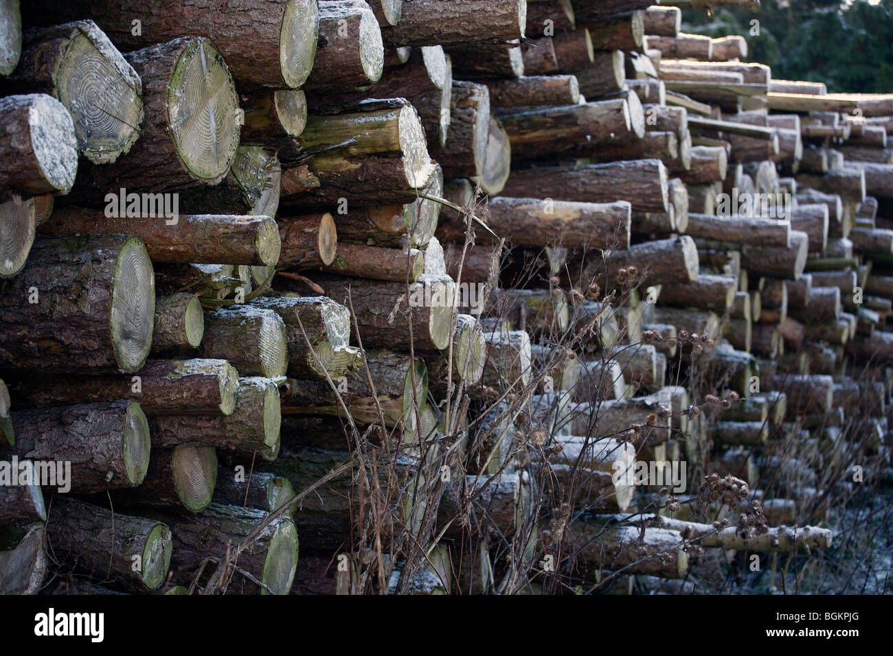 Log pile ready for winter burning Stock Photo - Alamy