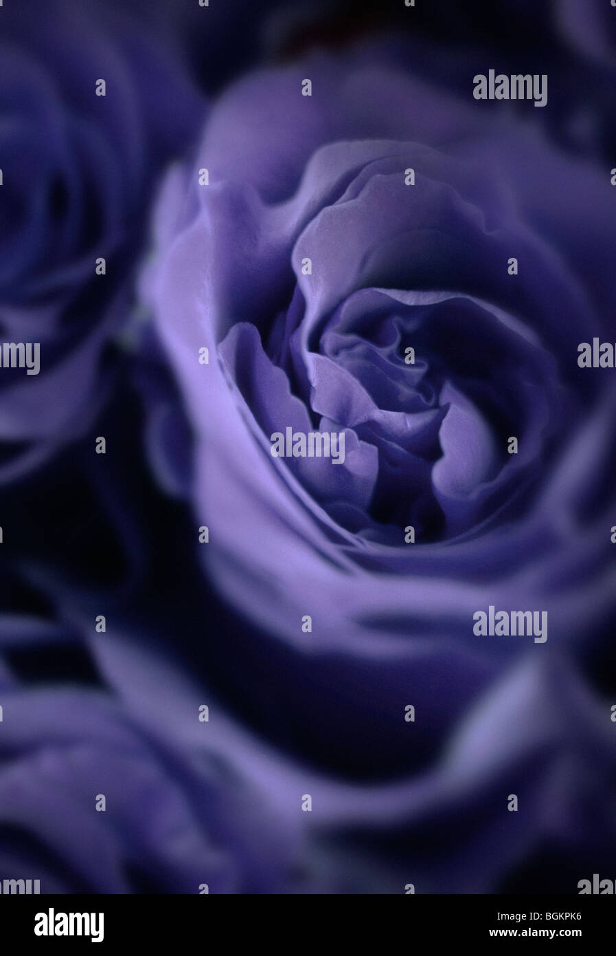 Fine art rose flower hi-res stock photography and images - Alamy