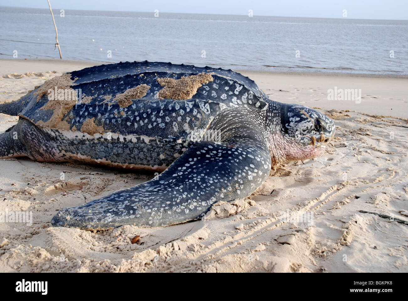 Leatherback Sea Turtle
