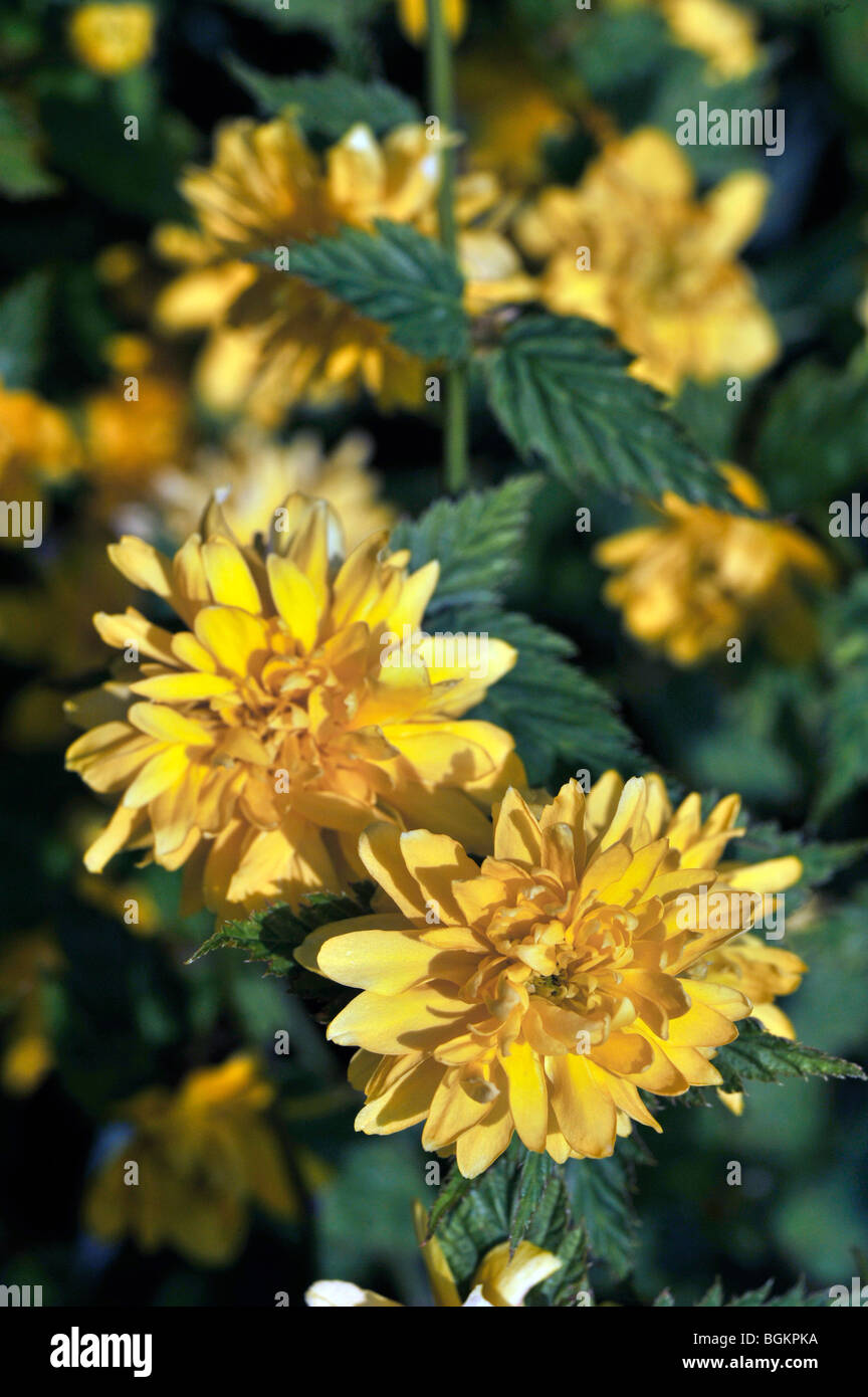 Jew's mallow plant hi-res stock photography and images - Alamy