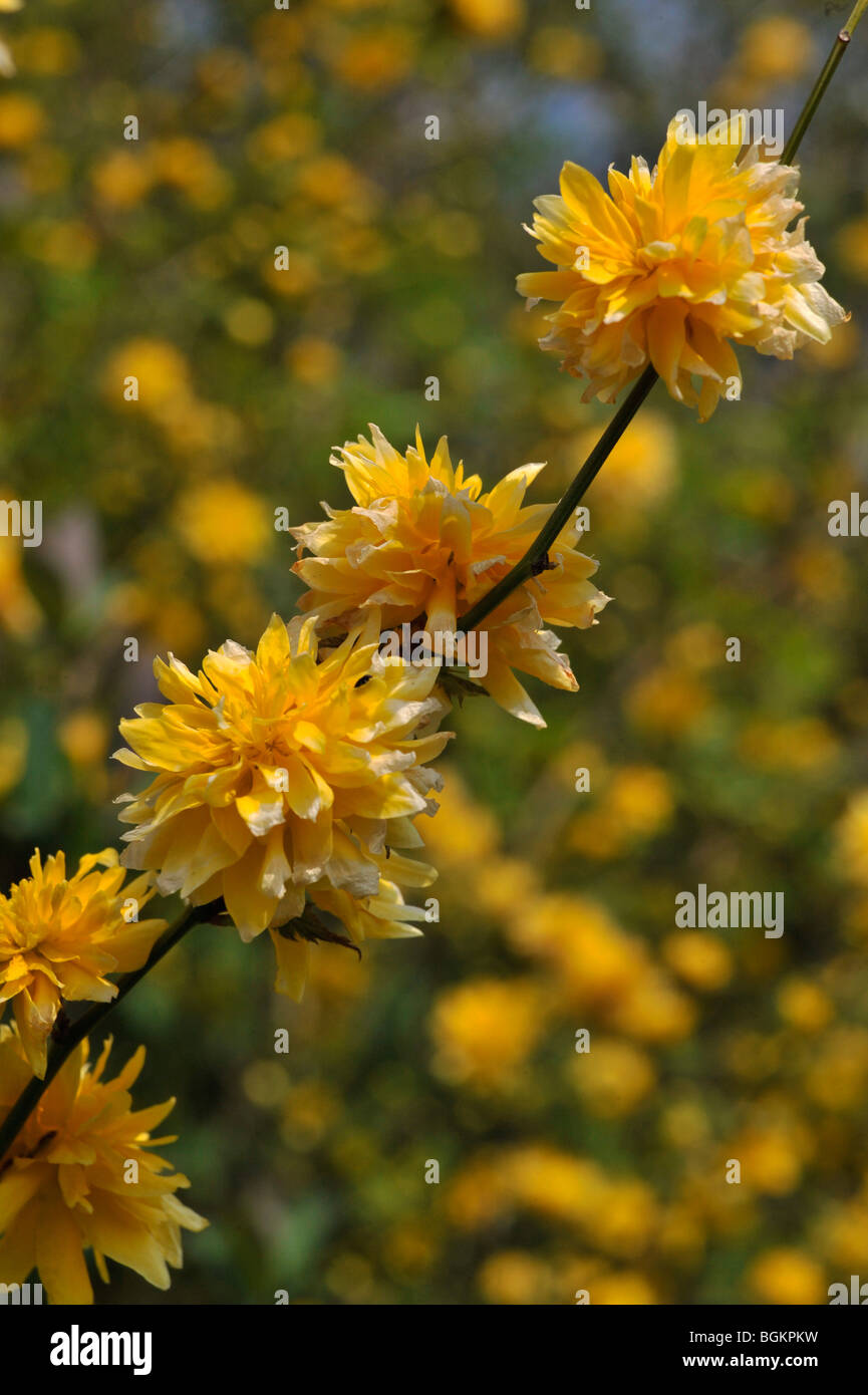 Jew's mallow plant hi-res stock photography and images - Alamy
