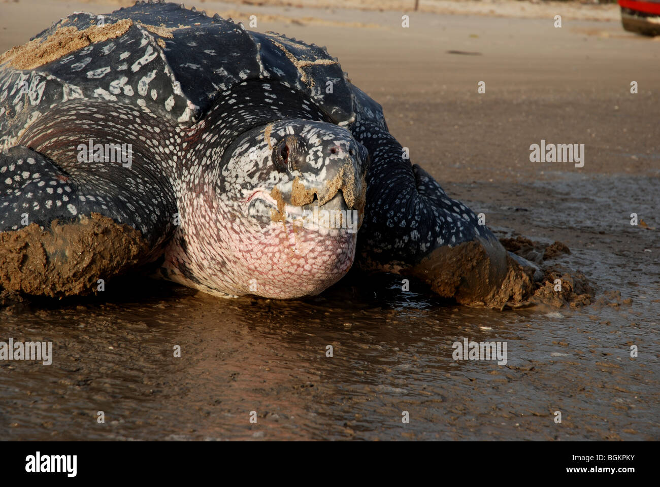 Turtle leatherback turtle mouth hi-res stock photography and images - Alamy