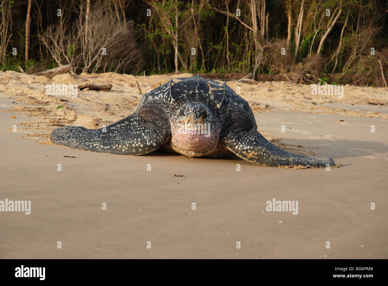 Awala Yalimapo leatherback turtle after laying eggs coming back sea ...