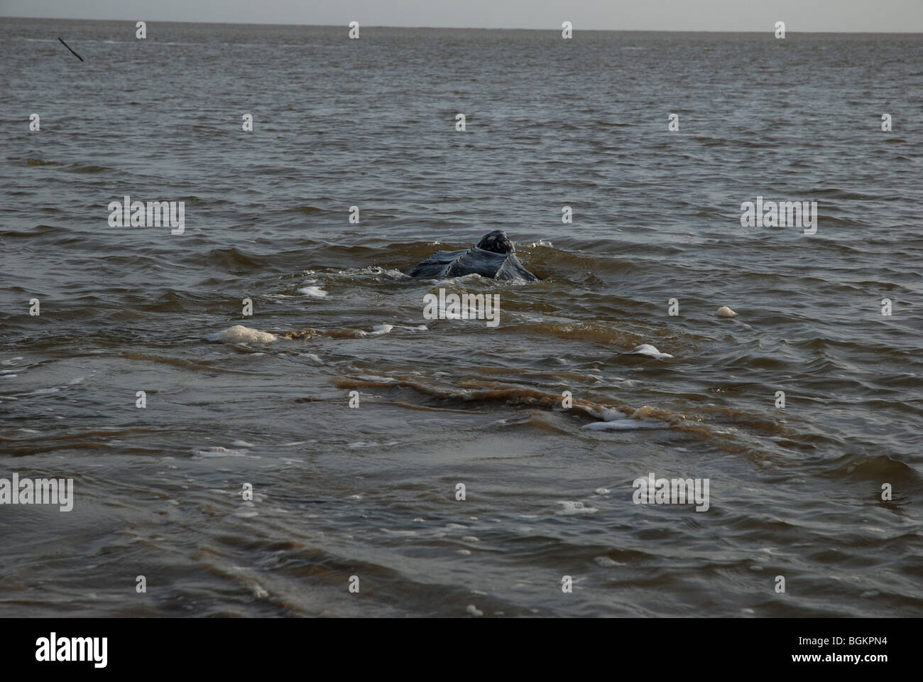 Leatherback turtles swimming hi-res stock photography and images - Alamy