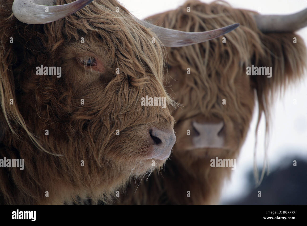 Highland meat production hi-res stock photography and images - Alamy