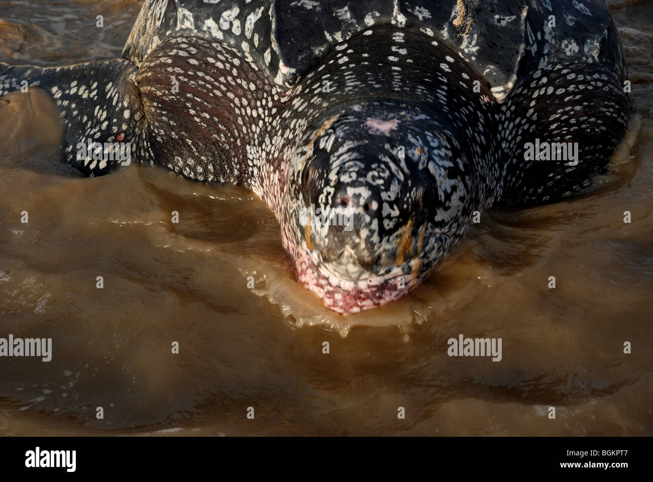 Giant Leatherback Turtle Mouth