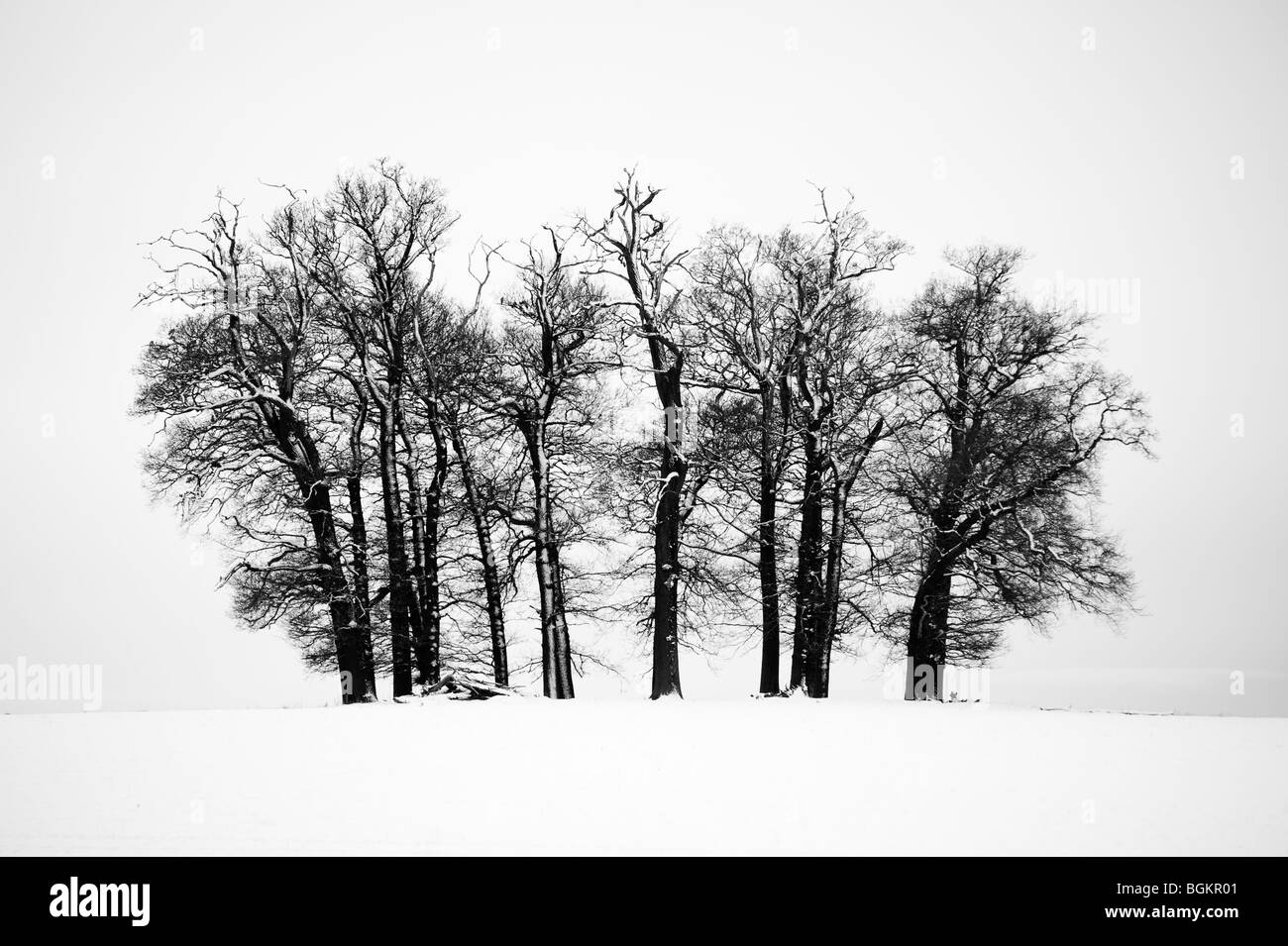 Copse of trees in winter Stock Photo - Alamy