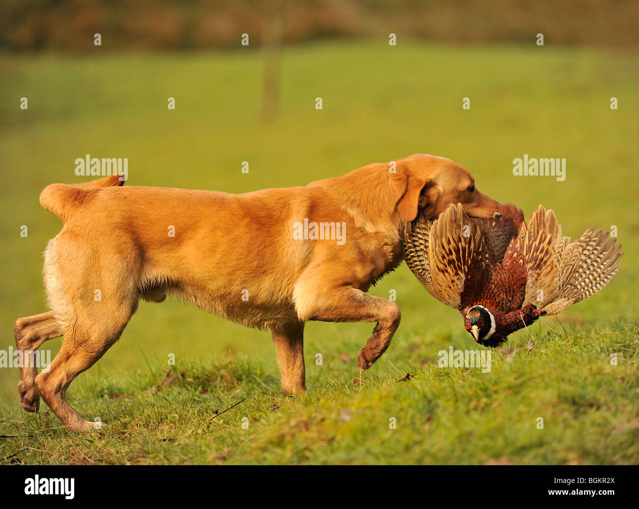yellow Labrador Retriever, retrieving a cock pheasant Stock Photo - Alamy