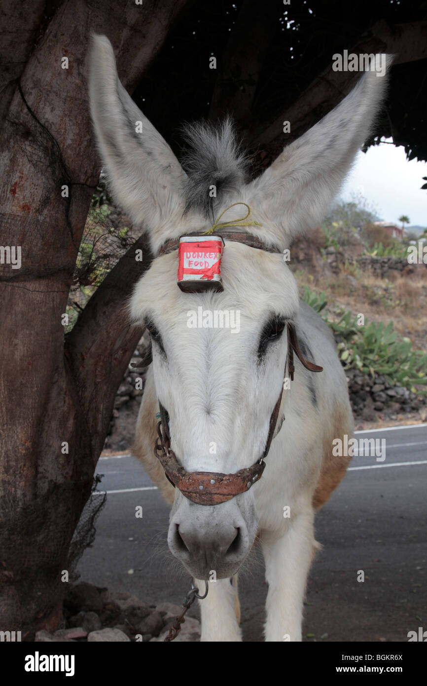 A donkey tied to a tree by the roadside with a tin for donations ...