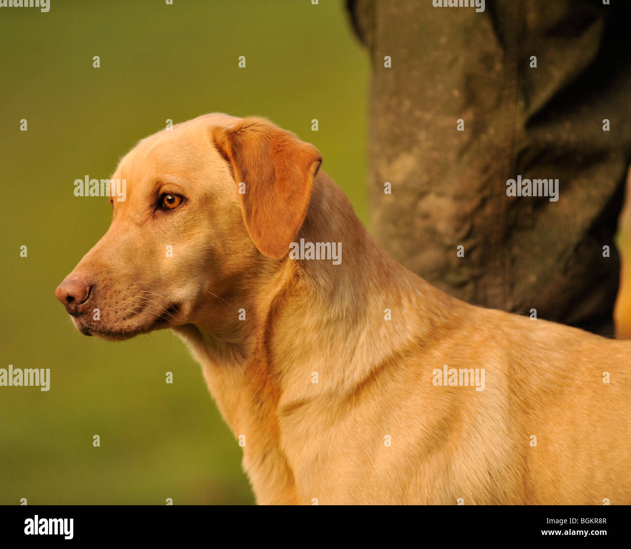Labrador Retriever and owner on shoot Stock Photo - Alamy