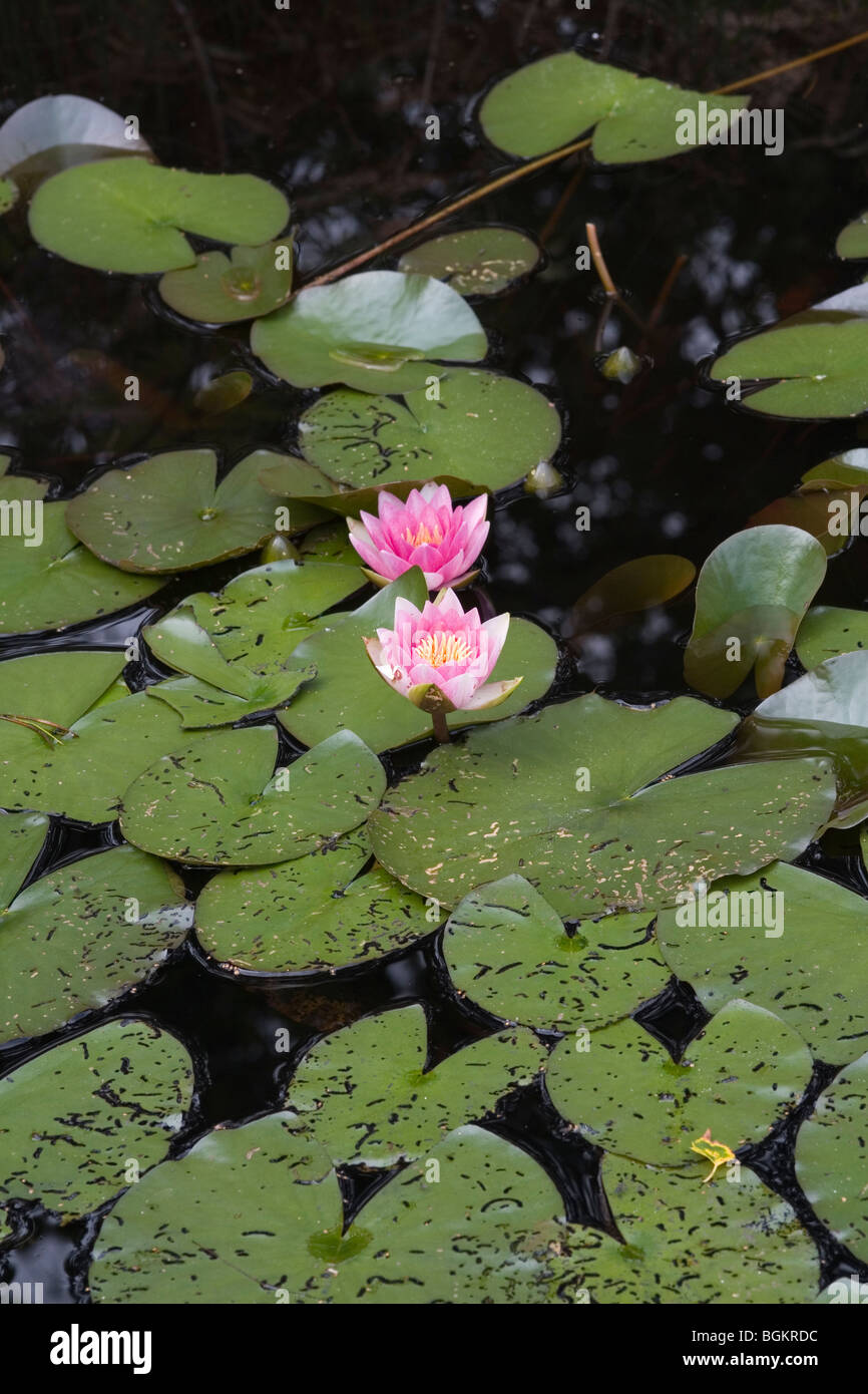 Pink Water Lily Stock Photo - Alamy