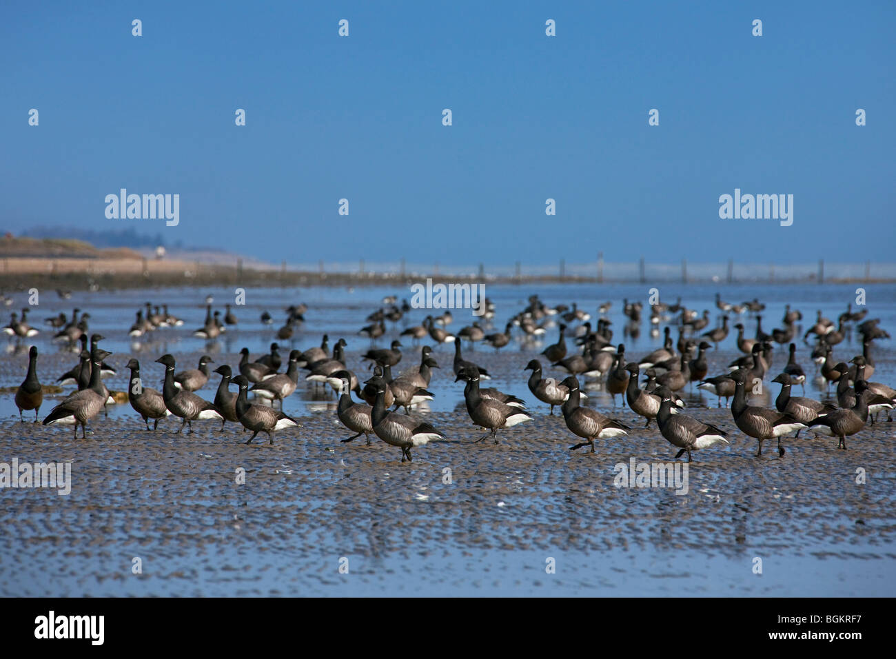 Brant geese hi-res stock photography and images - Alamy